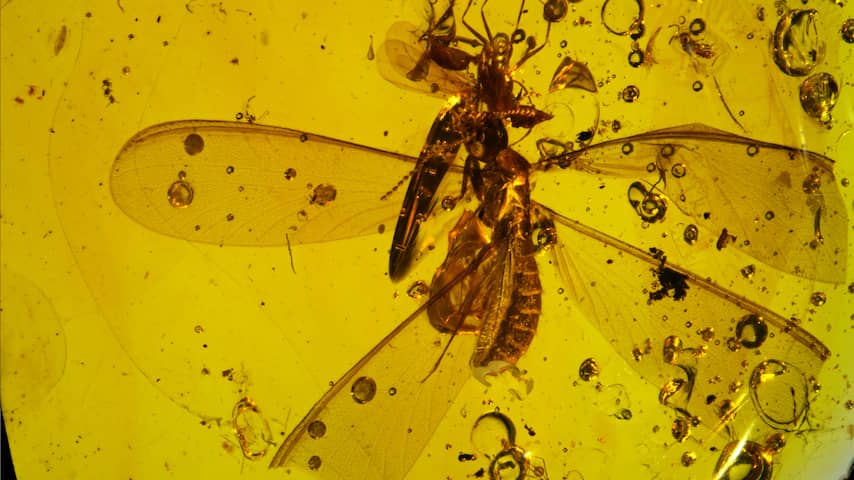 Prehistorische springstaarten vlogen mee op de rug van insecten ...
