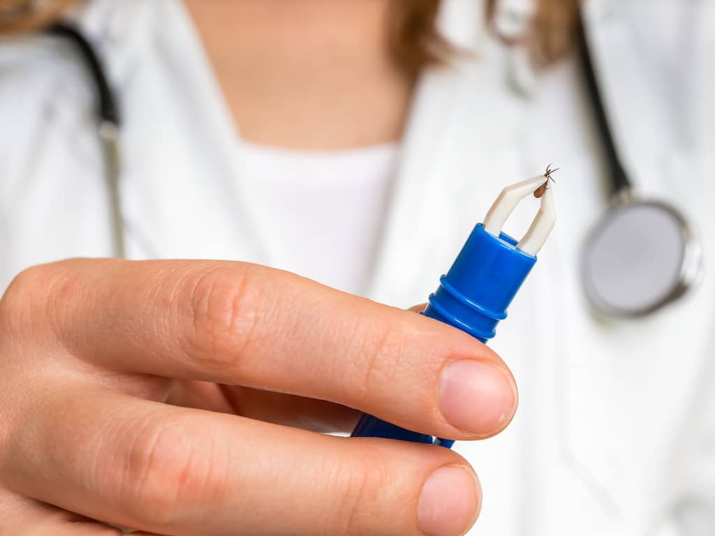 Hoe herken je een tekenbeet en wat moet je doen als je er een hebt ...