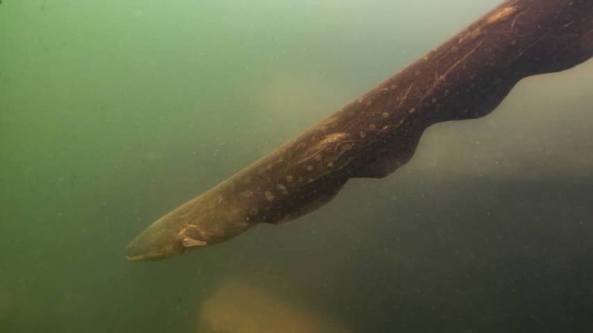 Pas ontdekte sidderaal is krachtigste levende elektriciteitsbron ...