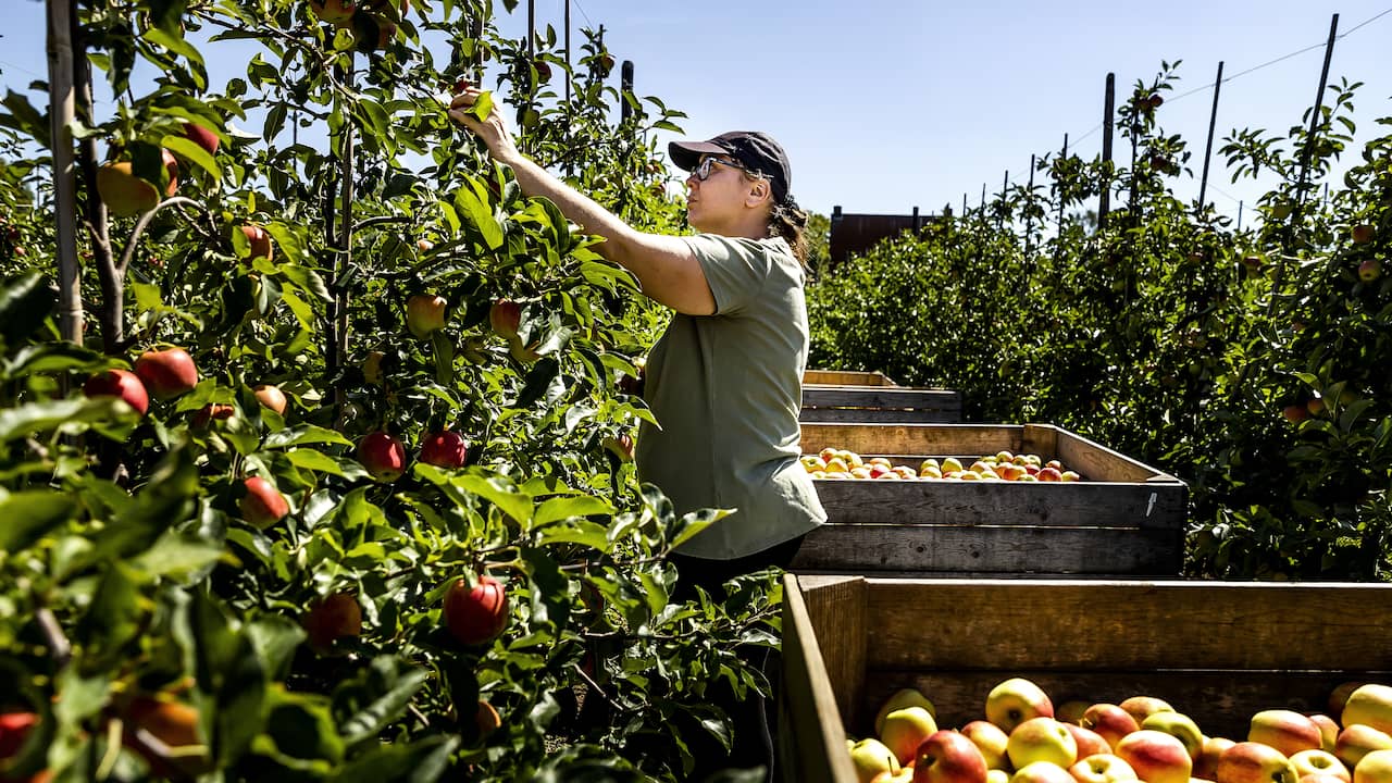 Appels, peren en aardappelen dit jaar kleiner dan anders door droogte | Economie | NU.nl