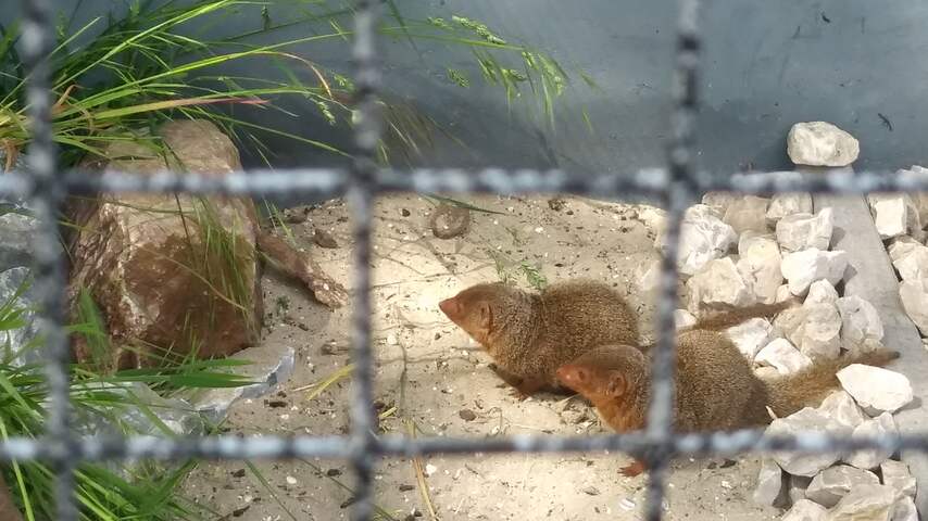 Gratis uit: Bezoek aan minidierentuin met krokodil en neusberen | Uit ...