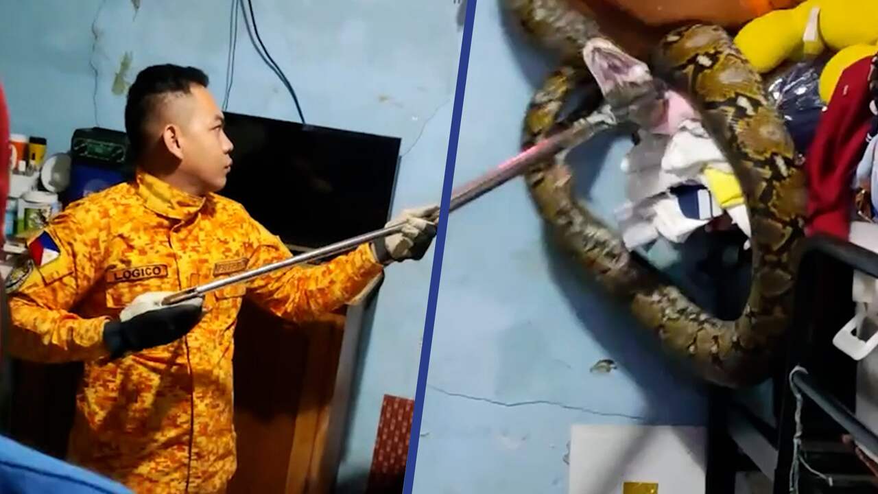 Enorme python verstopt zich tussen knuffels in Filipijns huis | NU.nl