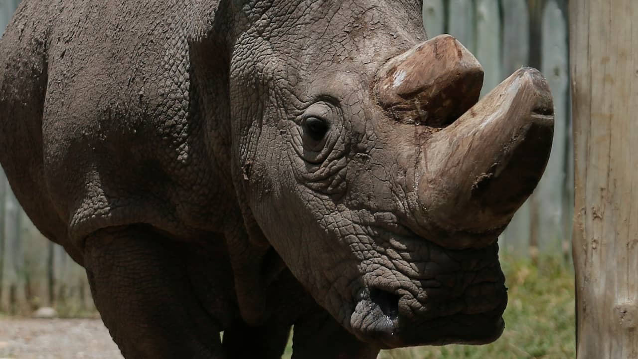 Laatste mannelijke noordelijke witte neushoorn overleden | Dieren | NU.nl