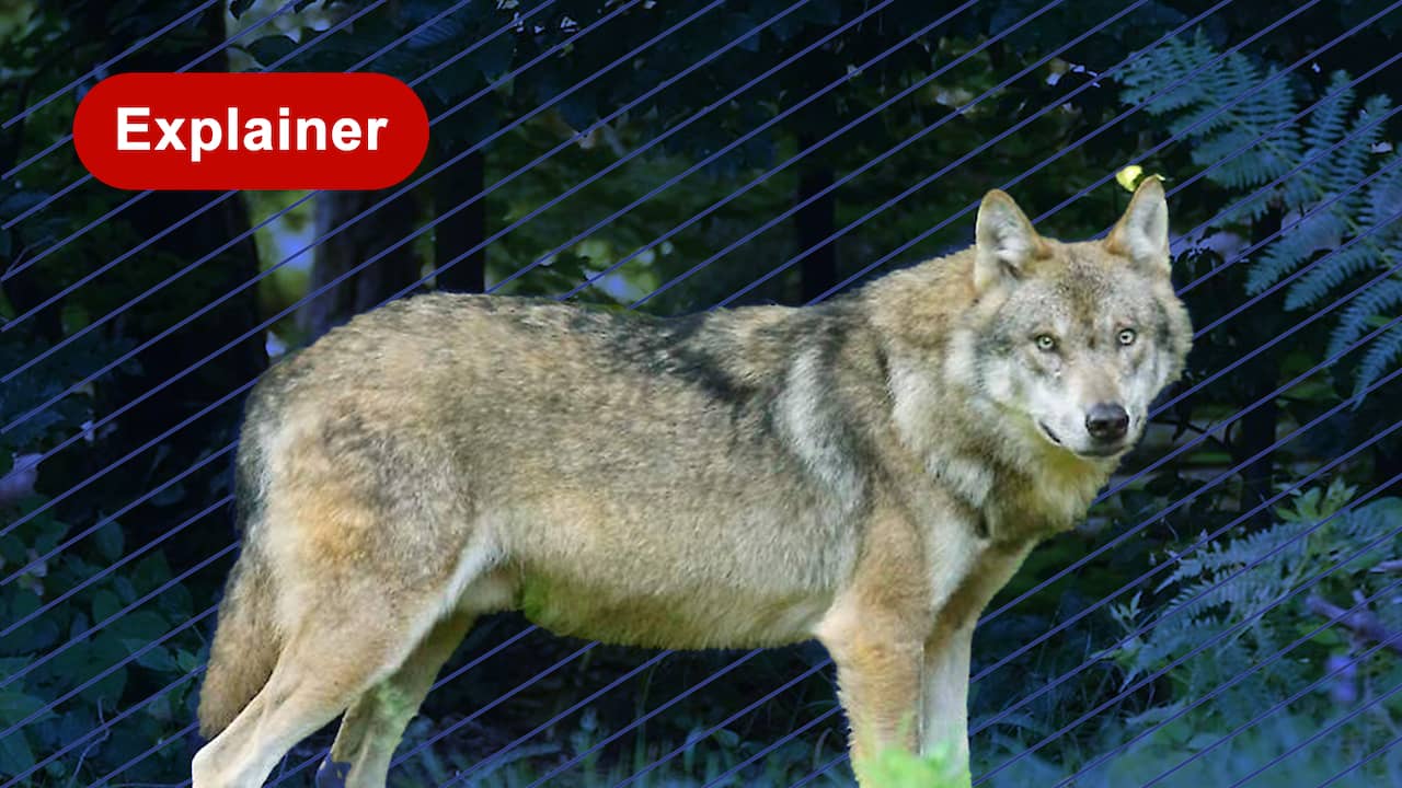 Zorgen op de Veluwe om groeiend aantal wolven: 'Gevoel van vrijheid ...