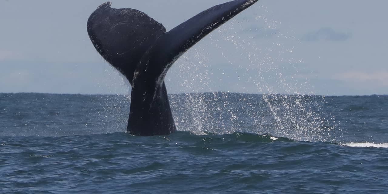 Zeker vijf doden na botsing tussen boot en walvis in Nieuw-Zeeland | NU ...
