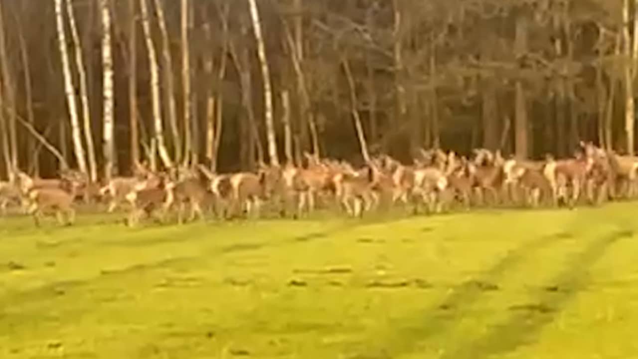 Man filmt enorme roedel herten op de Veluwe | NU.nl